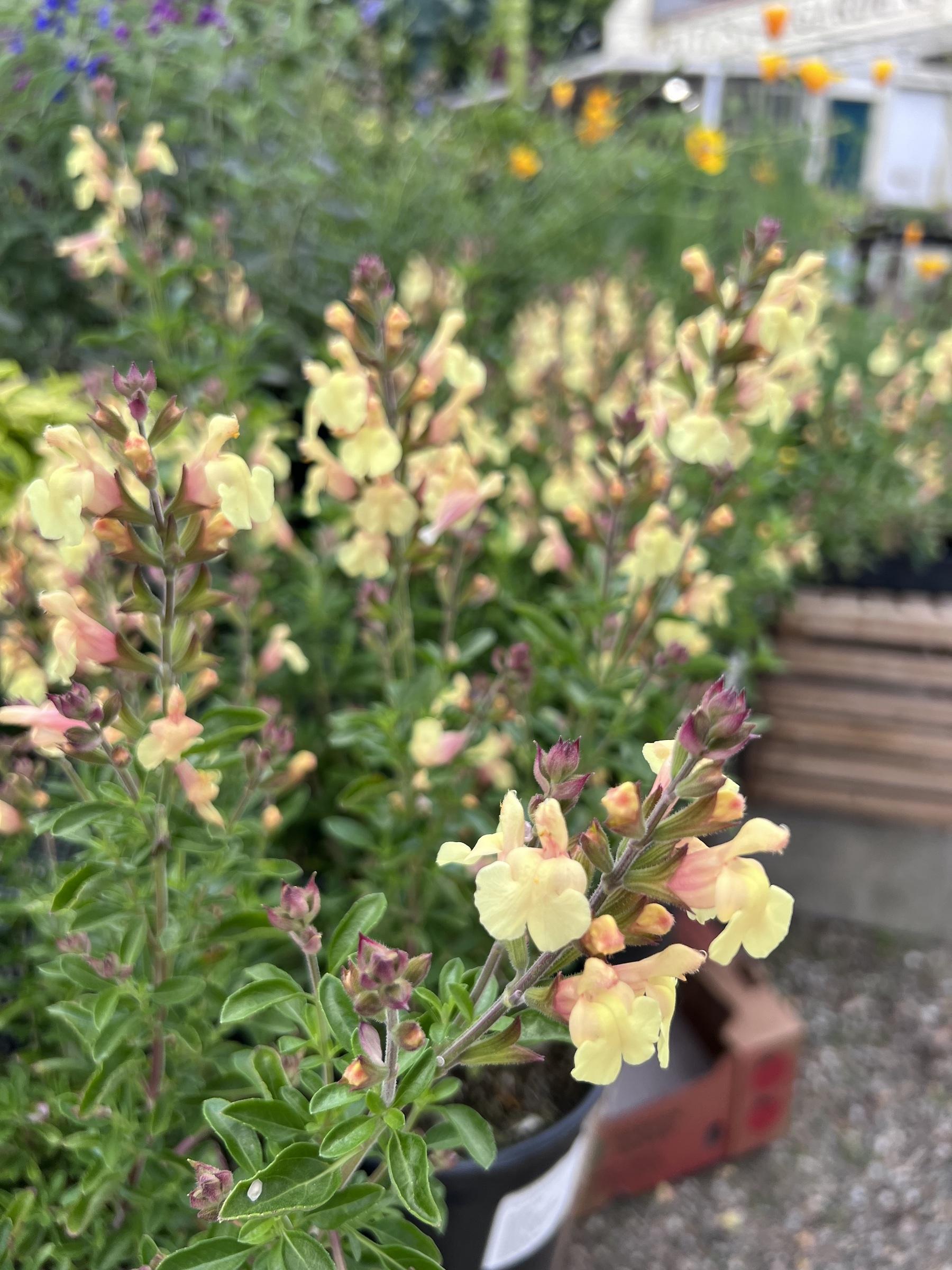 Salvia Greggii Pina Colada Native Sons Wholesale Nursery